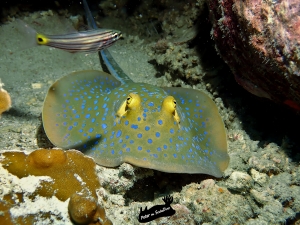 La magnifique plage de Tanote : un paradis tropical à découvrir à Koh ...