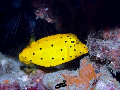 La magnifique plage de Tanote : un paradis tropical à découvrir à Koh ...